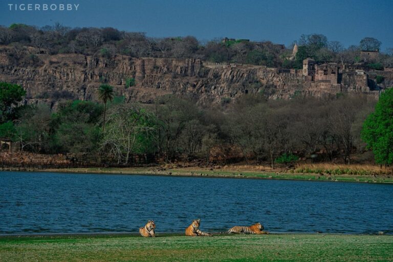 Ranthambore National Park - Ranthambore National Park, Sawai Madhopur ...
